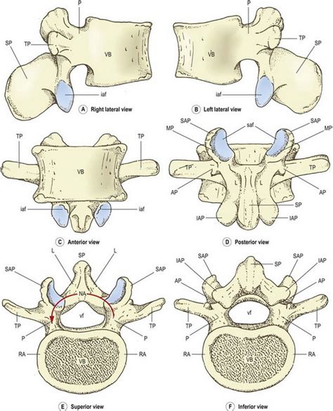 The Lumbar Vertebrae Radiology Key