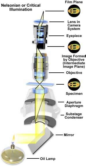 Anatomy Of A Microscope Microscope Illumination