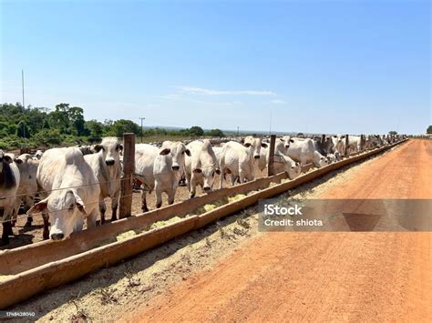 Sistema Intensivo De Engorde En Bovinos De Carne Foto De Stock Y Más