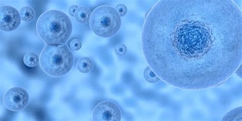 间充质干细胞全球百科