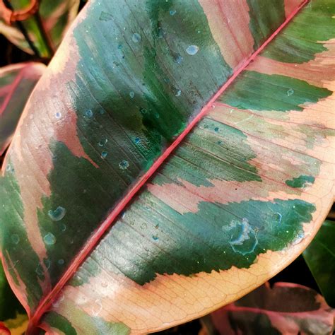Ficus Elastica Ruby Ruby Rubber Plant Pikirangi Online Garden Centre
