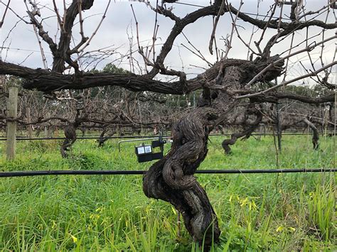 The Research Behind Dendrometer Use