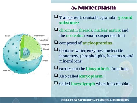 Nucleus Pptx Cell And Cell Biology PPT