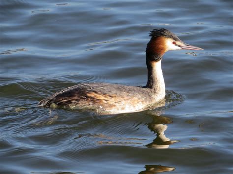 Killingworth Lake Birdingplaces