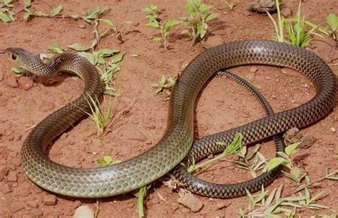 灰鼠蛇 快懂百科