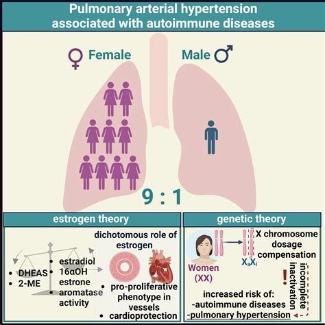 Sex Dimorphism In Pulmonary Arterial Hypertension Associated With