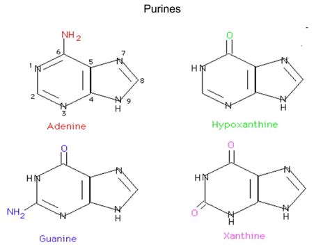 Nucleotides 1 Pptx Presentation On Nucleotides Structure Ppt