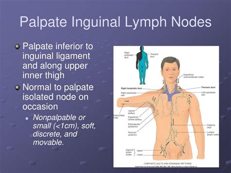 Ppt Female And Male Genitalia Powerpoint Presentation Free Download