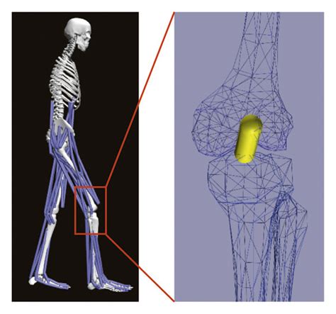 The Location And Attachments Of The ACL In The Musculoskeletal Model Download Scientific Diagram