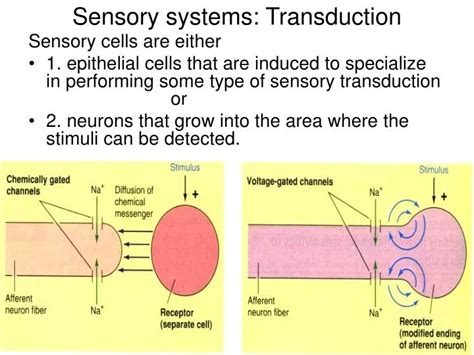 Sensory Transduction Sensory Transduction