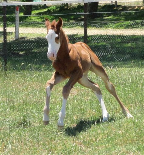 Reining Australia Added A New Photo Reining Australia