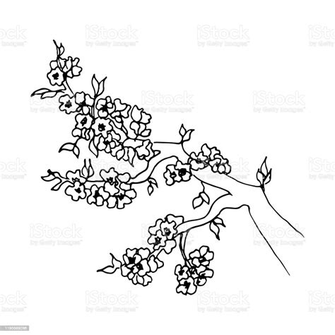 사쿠라 꽃 꽃 세트입니다 봄 일본어 또는 중국 휴일 귀여운 낙서 체리 식물 벡터 일러스트 흰색 배경에 고립 된 검은 색에 대한 현실적인 꽃 꽃 손으로 그린 선 잉크 스타일