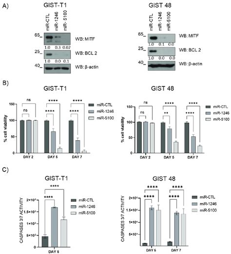 mir 1246 and mir 5100 induce apoptosis in gist cells a western blot download scientific