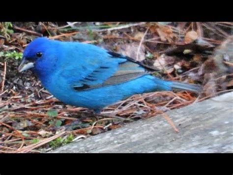 Indigo Bunting Breeding Male YouTube