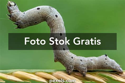 6000 Foto Ulat Pinus Terbaik · Unduh Gratis 100 · Foto Stok Pexels