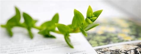 Sceletium Tortuosum Kanna A Natural Solution For Stress Mood And Cognitive Health From The