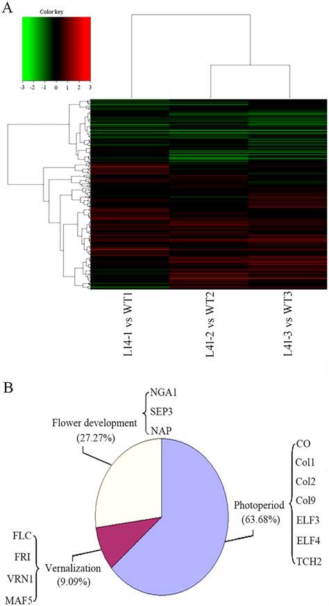 treeview representation of ests from microarray data l14 vs wt and