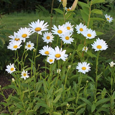 Becky Shasta Daisy Leucanthemum American Meadows