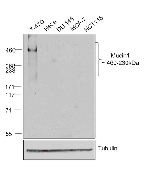 Goat Anti Human Igg Kappa Light Chain A56854