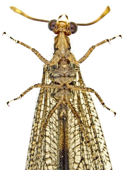 Brachynemurini Brachynemurus Californicus Bugguide Net