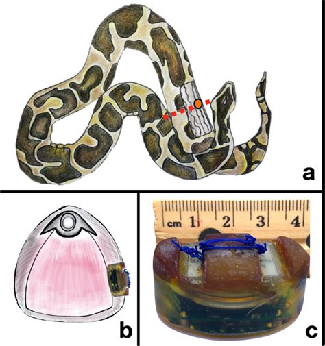 Burmese Python Florida Problem Environmental Impact