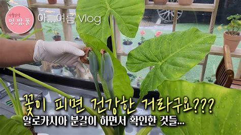 제라늄 오늘은 알로카시아 분갈이알로카시아 꽃은 안좋은 징조 Youtube