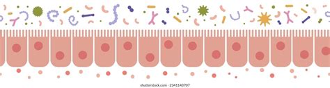 309 Duodenum Tissue Stock Vectors And Vector Art Shutterstock