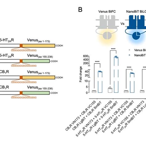 Comparative Analysis Of Nanobit With Venus Bimolecular Fluorescent