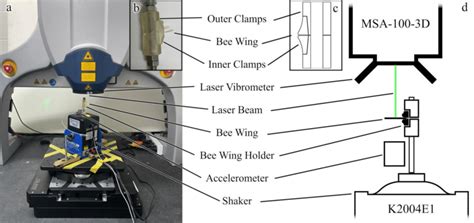 Base Excitation Setup For Modal Analysis Of Wing Samples A Image Of Download Scientific