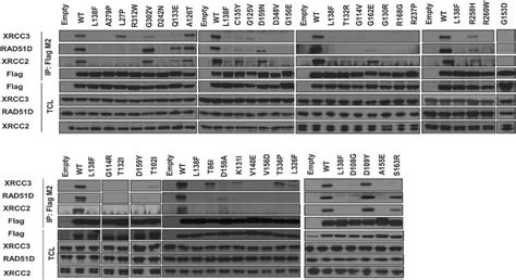 Functional And Clinical Characterization Of Variants Of Uncertain