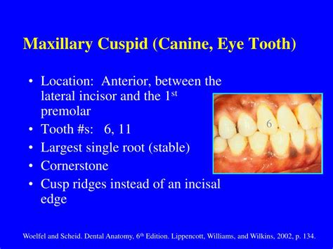Ppt Cuspids Canines Powerpoint Presentation Free Download Id3752178