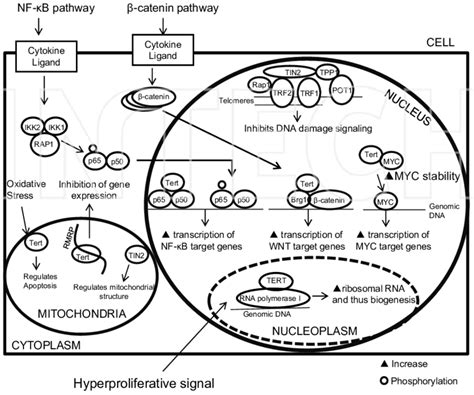 Schematic Representation Showing Telomere Associated Proteins