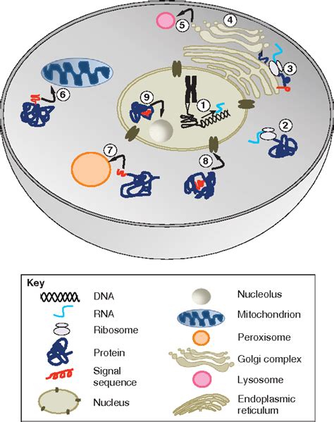 Figure 1 From Protein Localization In Disease And Therapy Semantic