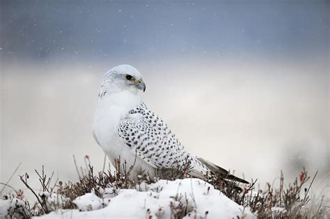 Белый кречет 28 фото красивые фото и картинки Pofotoclub