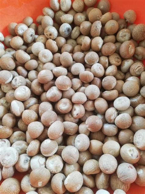 Areca Nut Mora At ₹ 515kg Areca Nut In Sullia Id 2851747420712