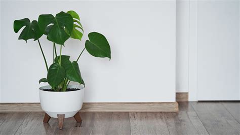 아름다운 몬스터의 클로즈업 꽃잎 또는 스위스 치즈 식물 몬스터 델리시오사 Liebm 흰색 벽과 갈색 바닥에 흰색 냄비에 아라세아 인테리어 미니멀리즘 개념 배너 복사 공간 0