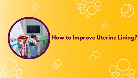 How To Improve Uterine Lining For Successful Pregnancy
