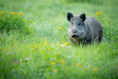 Bache Forum Für Naturfotografen