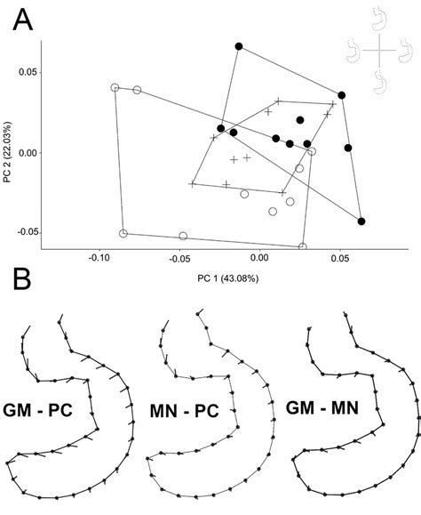 A Principal Component Analysis Pca Of Sulcus Acusticuss Shape Download Scientific Diagram