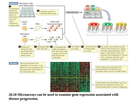 Answered Methods Microarray Chip With DNA Probes Bartleby
