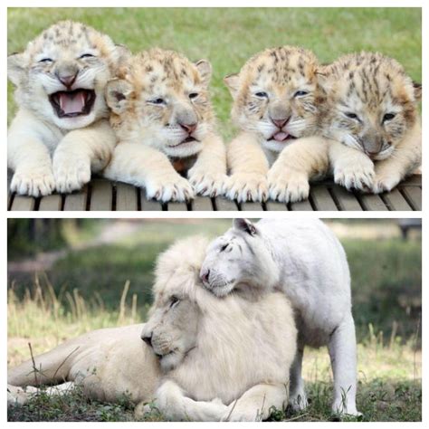 White Liger Cubs