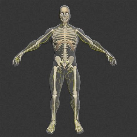 Central Nervous System With Skeleton Combo 3d Model By Dcbittorf