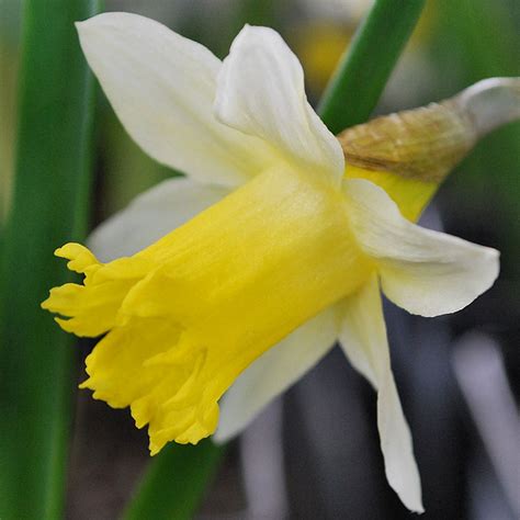 Narcissus Pseudonarcissus