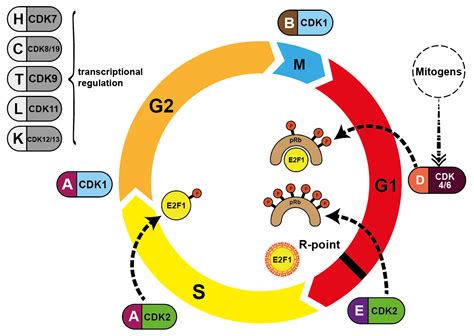 Frontiers Cyclin Dependent Kinase Inhibitors In Malignant 44 Off