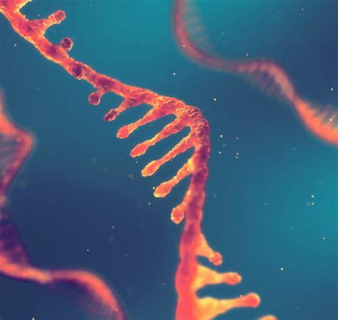 Biotech Company With Research And Histology Services Creative Bioarray