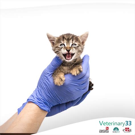 Serum Feline Pancreatic Lipase Immunoreactivity And Trypsin Like Immunoreactivity Concentrations