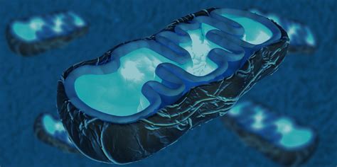 🔥 20 Mitochondria Wallpapers Wallpapersafari