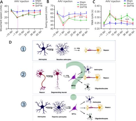 In Situ Direct Reprogramming Of Astrocytes To Neurons Via