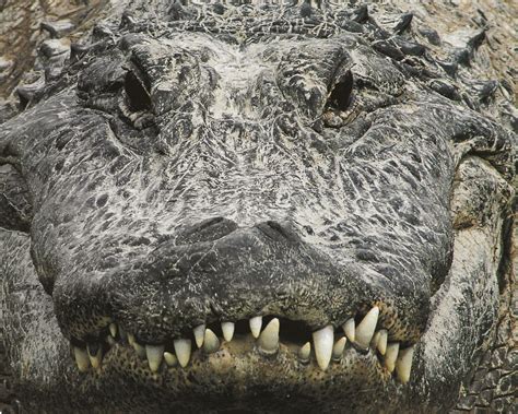 Alligator With Mouth Open Alligator Face Close Up Alligator Smile