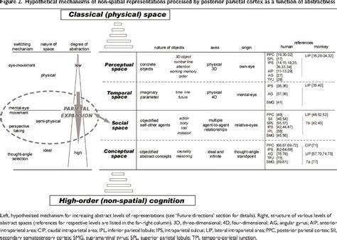 Figure 2 From The Posterior Parietal Cortex And Non Spatial Cognition Semantic Scholar